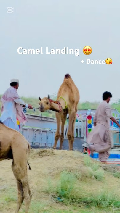 Camel Landing + Dance 😘😍 #camel_Lover #Camel_Dance - YouTube