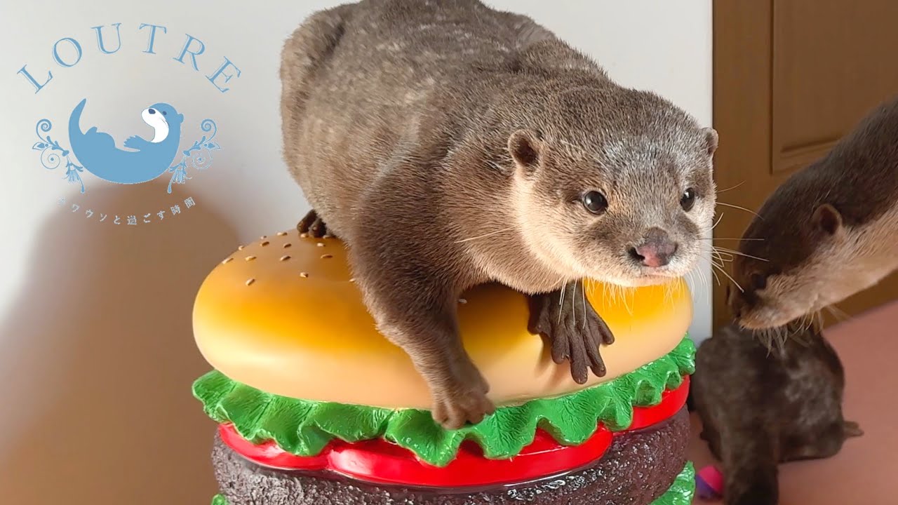 Shocking! 10-Month-Old Otter Had Become So Muscular! - YouTube