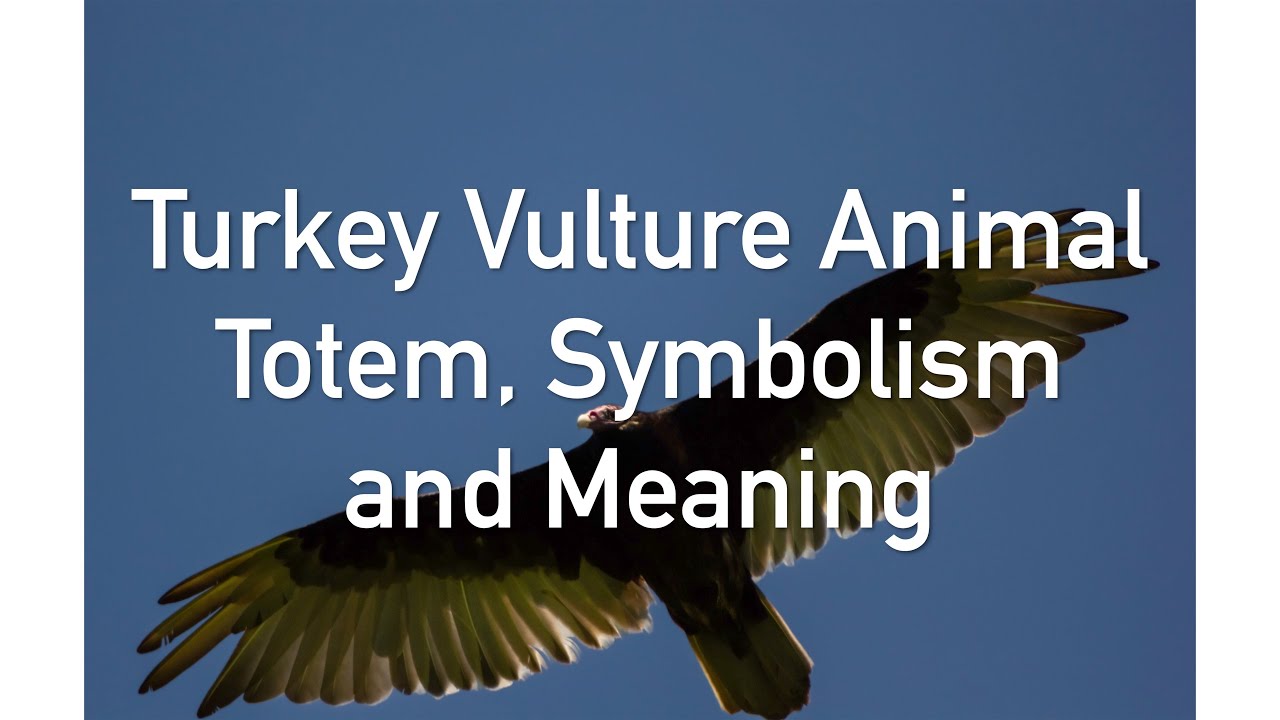 Turkey Vulture Animal Totem Symbolism And Meaning YouTube turkey-vulture-animal-totem-symbolism-and-meaning-youtube