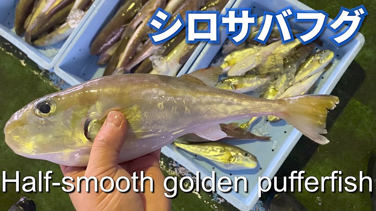 【シロサバフグ】Half-smooth golden pufferfish ※Japanese fish pictorial book ...