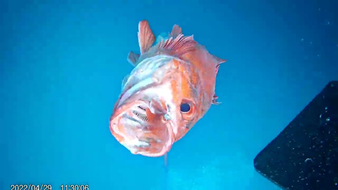 ROCK FISHING, UNDERWATER VIDEO OF FISH INTERACTING WITH BAIT! - YouTube
