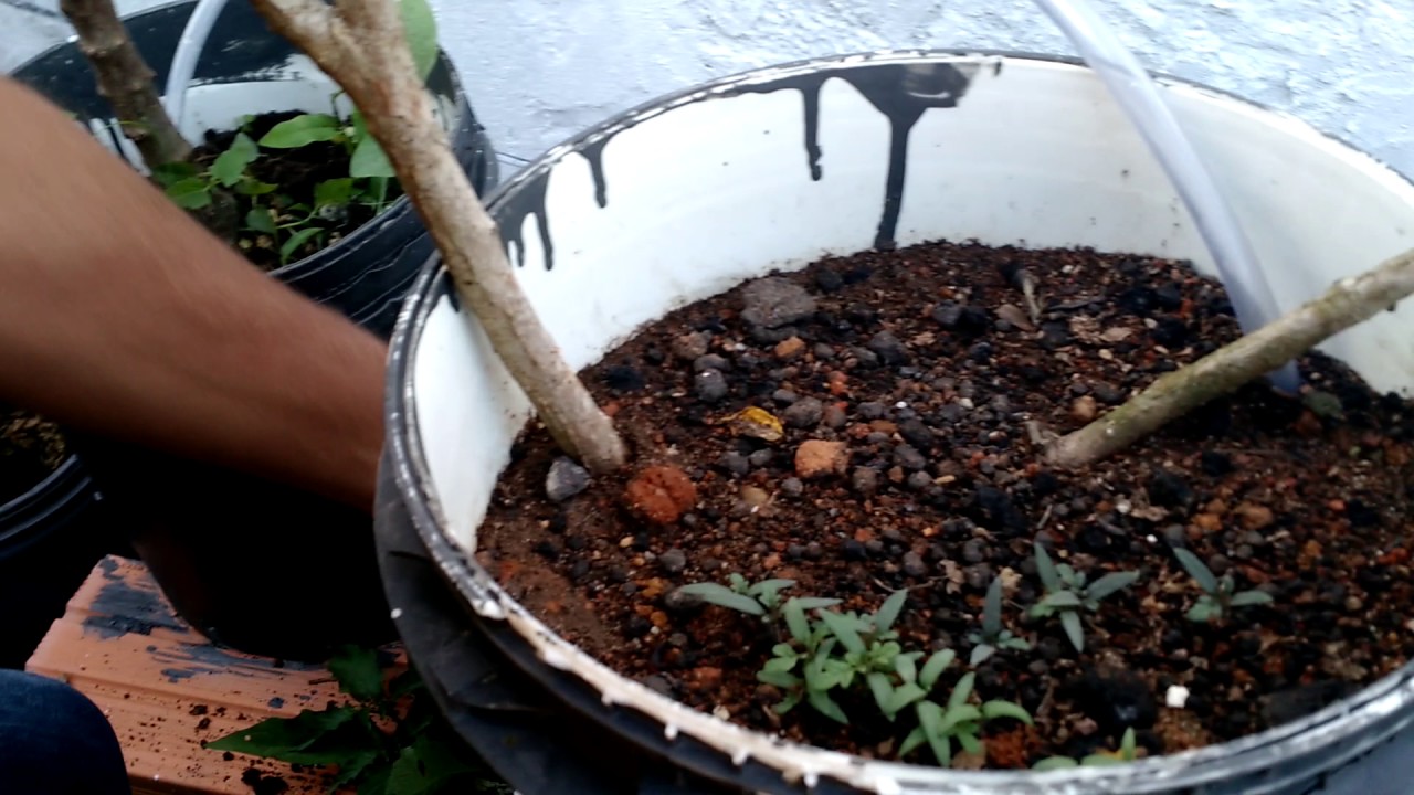 Meu pomar no quintal - YouTube
