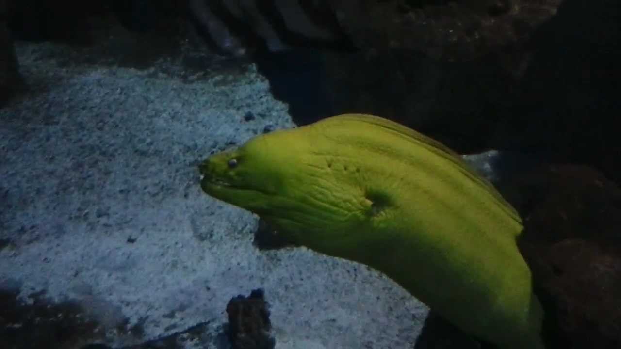 Morena del Mediterráneo en acuario Marino - YouTube