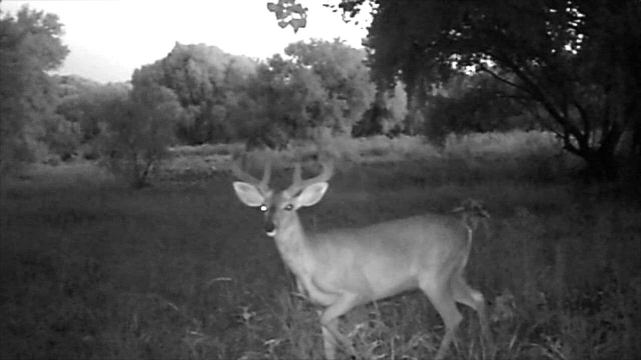 Mule Deer Predator Vigilance - YouTube
