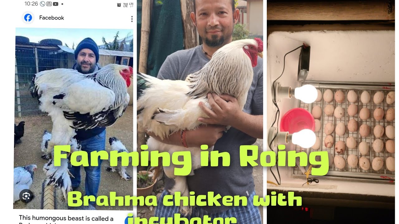 Brahma chicken farming Roing Ap - YouTube