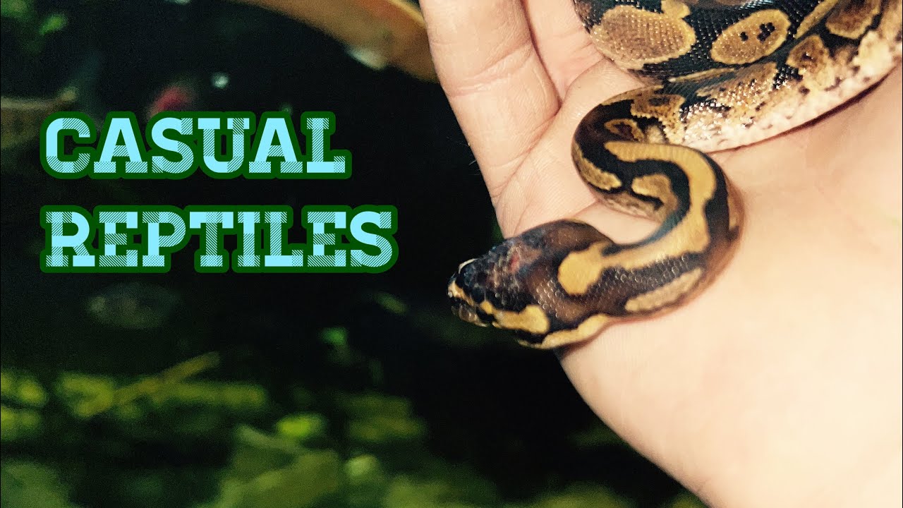 Lets talk snakes - YouTube