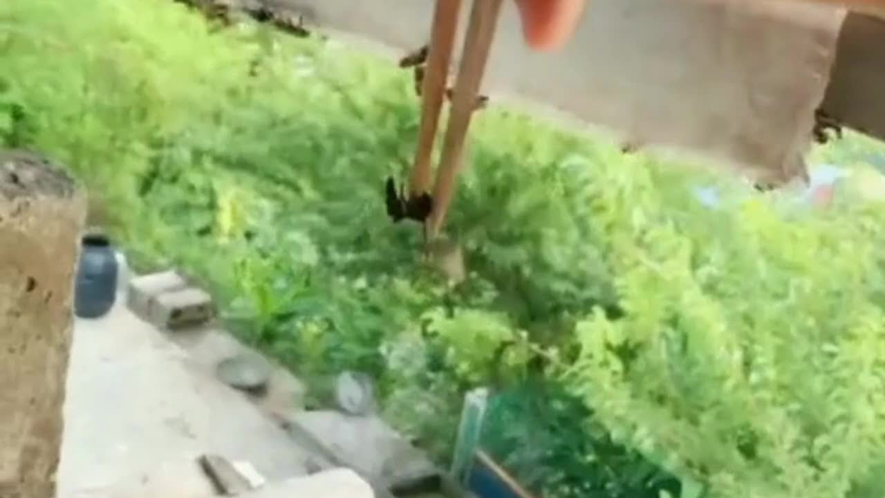 CATCHING A BEE WITH CHOPSTICKS - YouTube