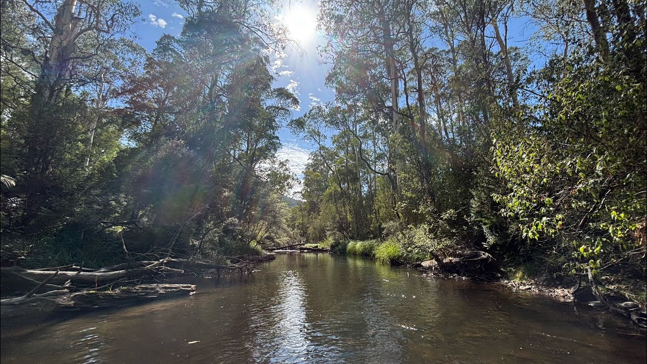Trout Fishing The Quintessential Aussie Stream - YouTube