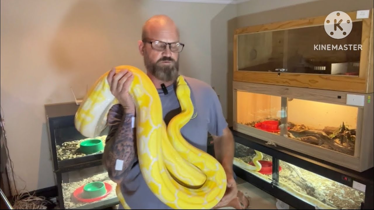 Reticulated Pythons Sorting Out Enclosures Youtube