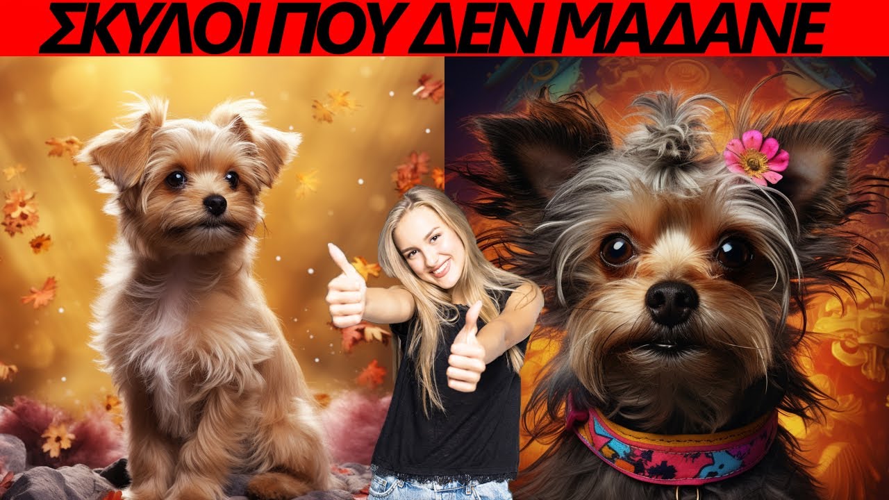 15 σκυλιά που δεν μαδάνε και δεν μυρίζουν. Σκύλοι με υποαλλεργικό ...