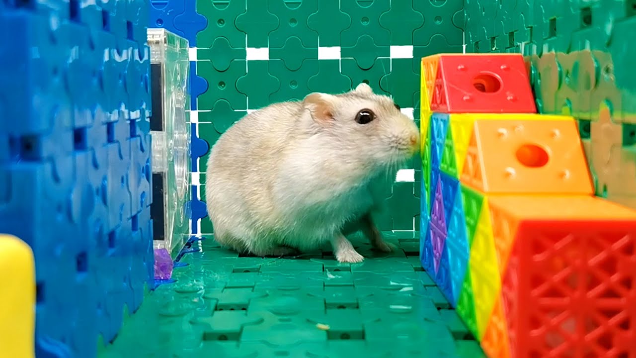 Witty hamster fights magic ruler successfully - YouTube