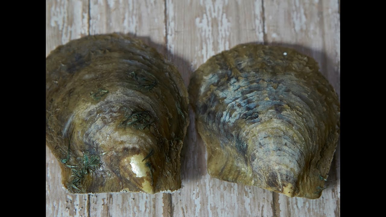 Stunning Pearls Inside! - YouTube