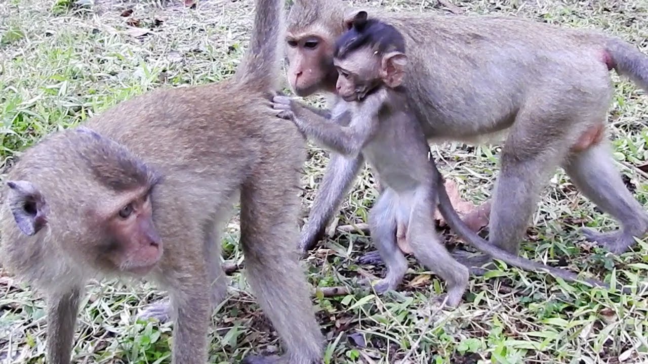 Babies monkeys - Cute baby monkey playing - Funny monkeys video - YouTube