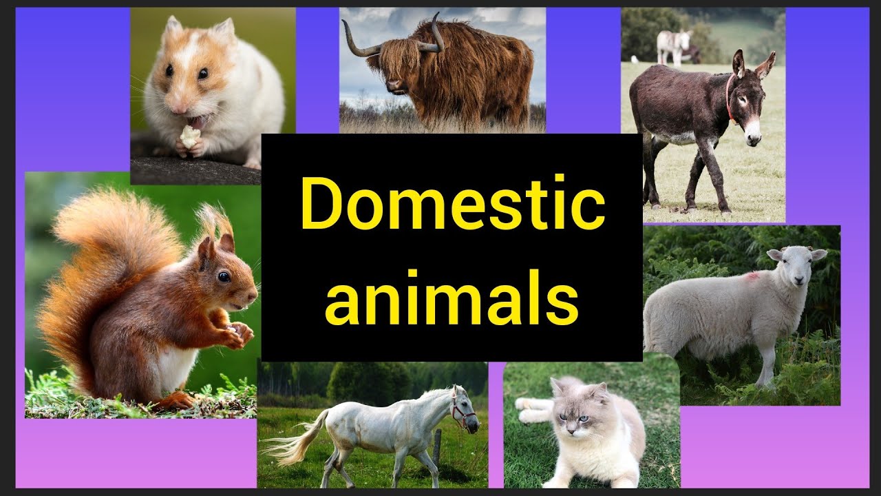 Domestic Animals In English// Domestic Animals name//toddler learning ...