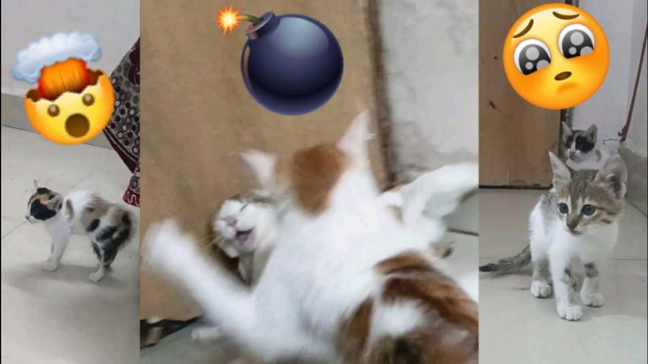 Daily routine of an Indian cat| my cute max 😍😍😍 #4 | @Indian cats - YouTube