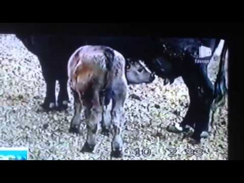 Malta cows Baqar ta' Malta - YouTube