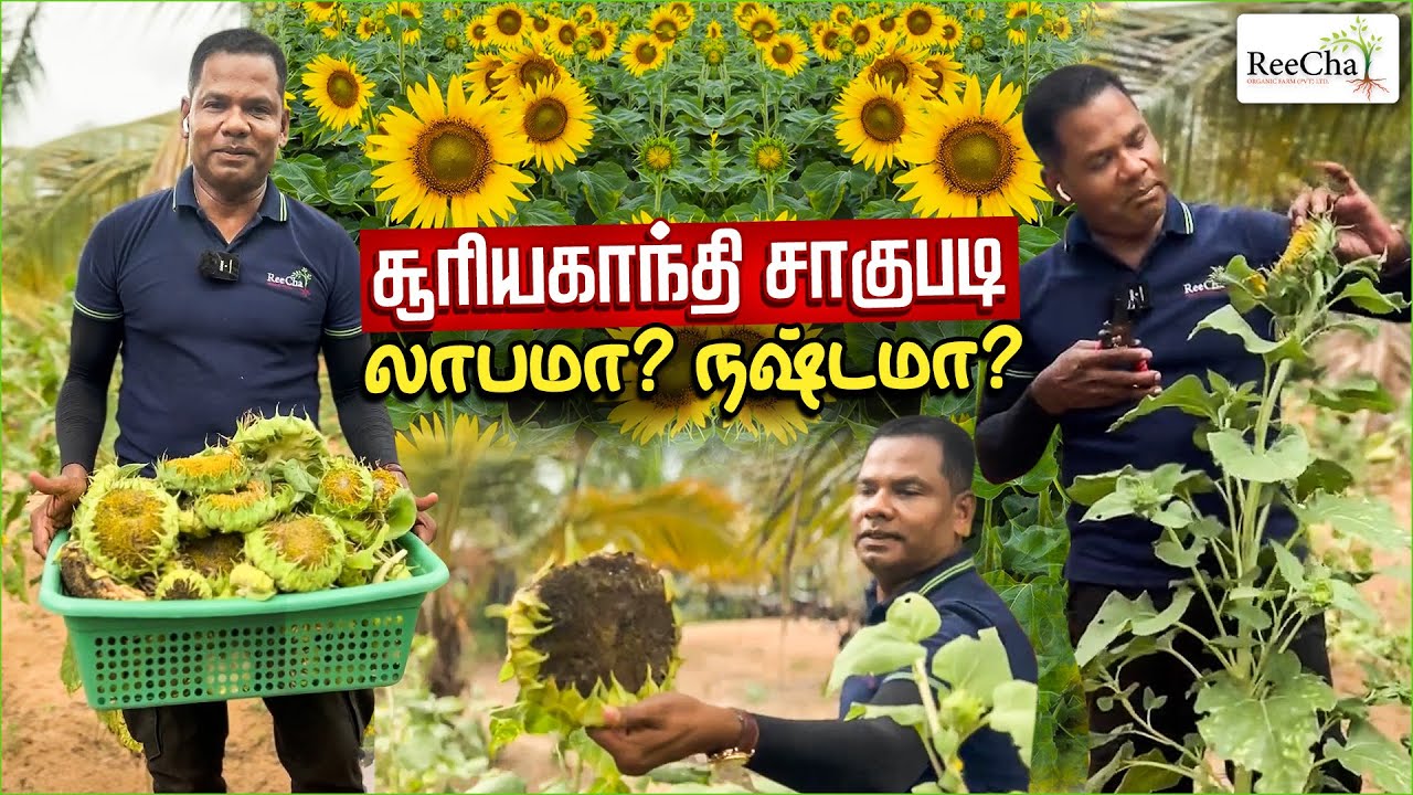 Harvesting My Sunflowers Vlog | Best Farm House in Sri Lanka | BK in Reecha - YouTube