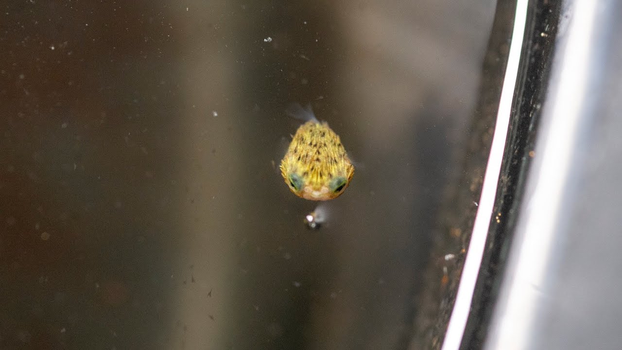 Baby Porcupine Puffer Fish
