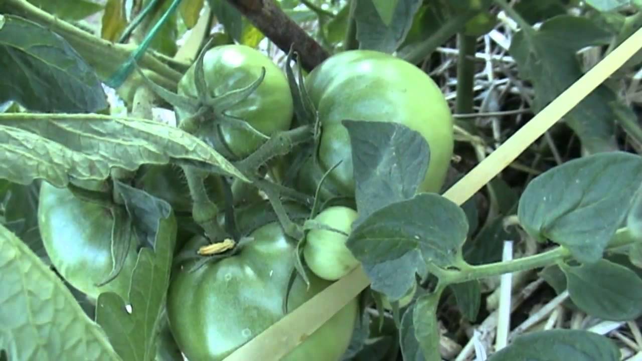 ΑΥΤΑΡΚΕΙΑ. Η απατη των υβριδιων φυτων με αποδειξεις. - YouTube