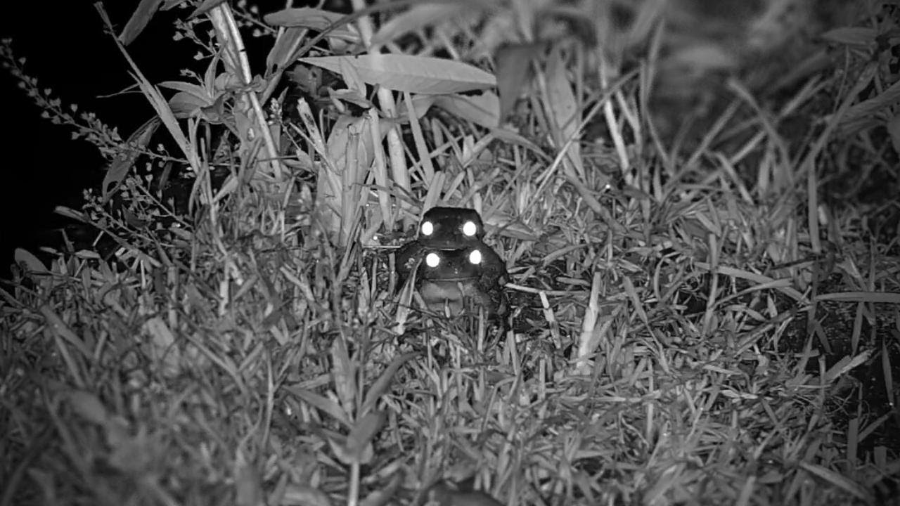 An Intimate Frog Moment - YouTube