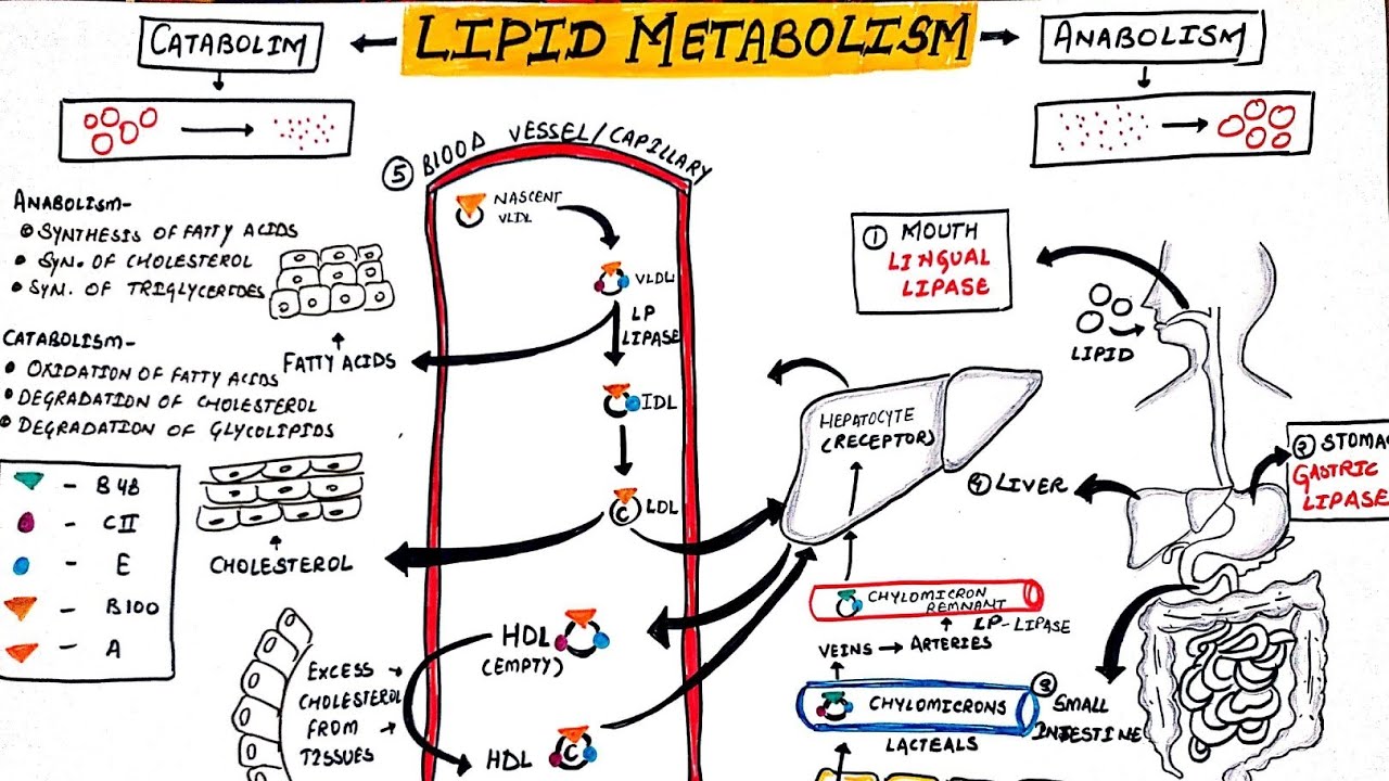 Lipid metabolism in hindi | Digestion and transport of lipids | how ...