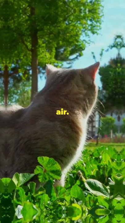 The Cat Who Wanted to Fly! #cat #travelcat #touristattractions # ...