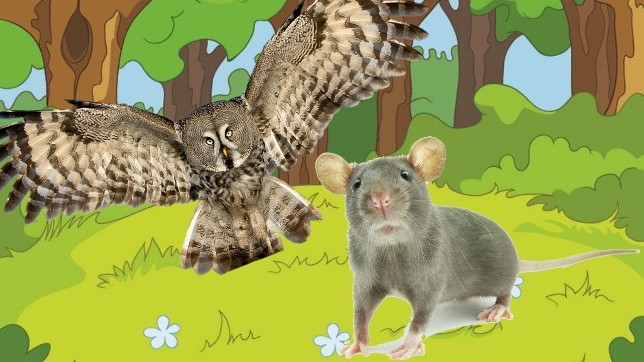CUTE ANIMAL VOICES in Forest | the voice of an owl and a mouse | Bird ...