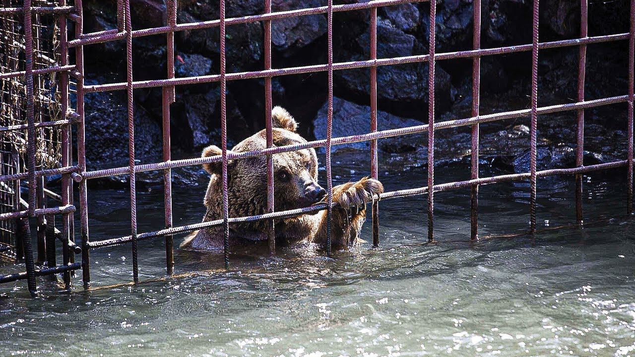 Bears who spent 10 years almost drowning in a tiny cage finally take ...