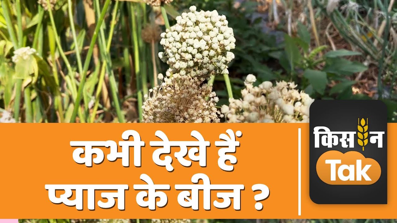 Onion Seeds: ऐसे तैयार होते हैं प्याज के बीज, जानें पूरा तरीका | Pyaaj ...
