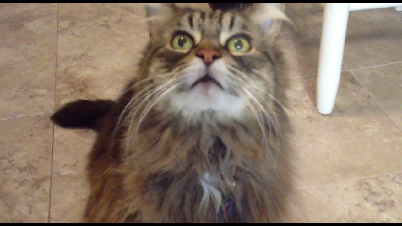 My Cat Is Soooo Excited to See What's Inside the Grocery Bags ~ Spoiled ...