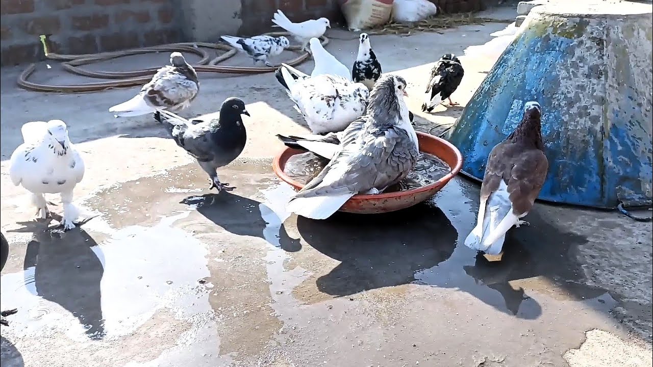 सारे कबूतर नहा लिए 🥰||#kabutar #viral #trending - YouTube