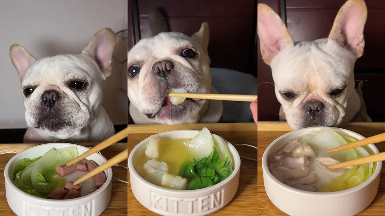 [EP4] ASMR Eating | Best ASMR Dog In The World | Zhang Hanpi ASMR - YouTube