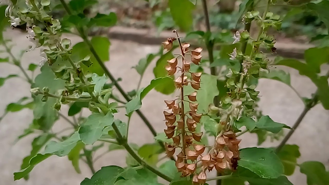 Dslr hd shoot by phone camera - YouTube