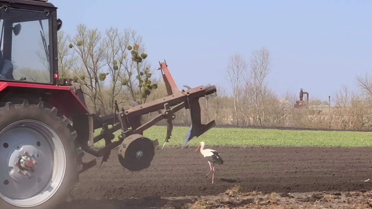 Amazing Storks Came to Help Tractor to Cultivate the Ground - YouTube