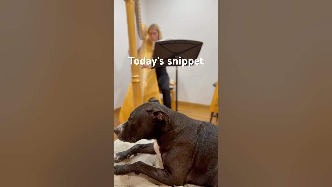Today’s snippet 🎶 #dogshorts #doglife #musician #dogs - YouTube