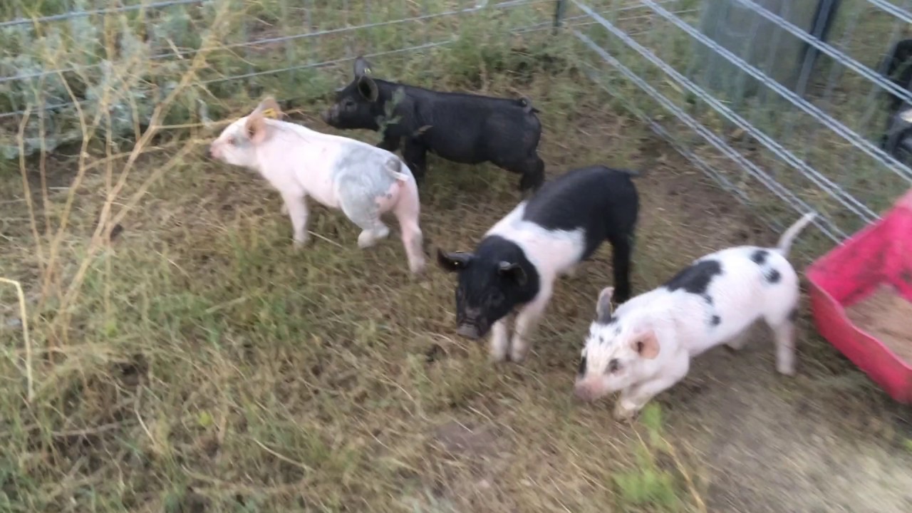 Little Piggies Running - YouTube