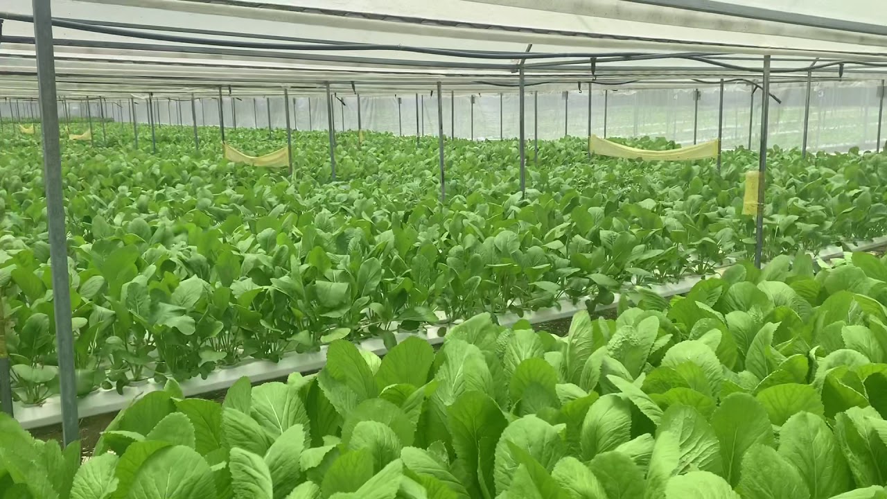 outdoor hydroponics - YouTube