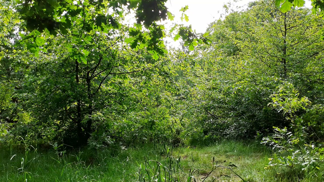 Nature Meditation ~ Wind Rustling Through The Trees - YouTube