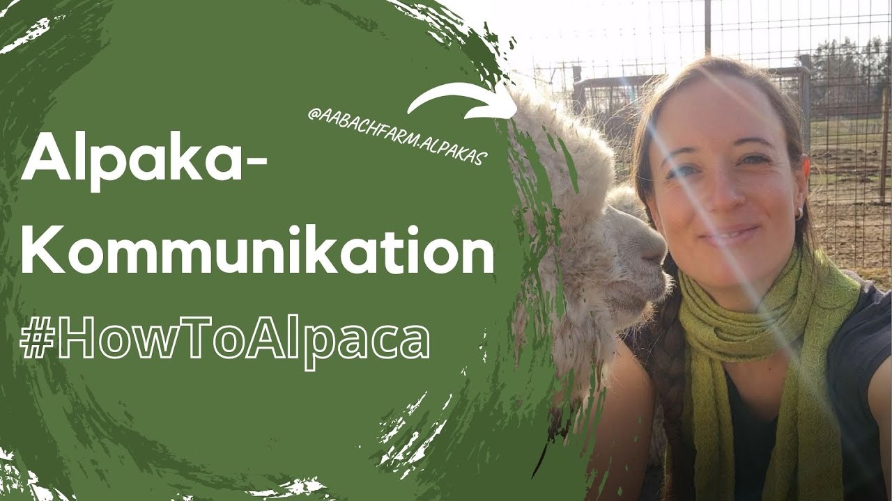 HowToAlpaca-Kommunikation - wie sprechen Alpakas? - YouTube