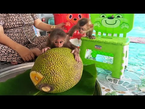 Baby monkey Bibo and Bibi with a big jackfruit - YouTube
