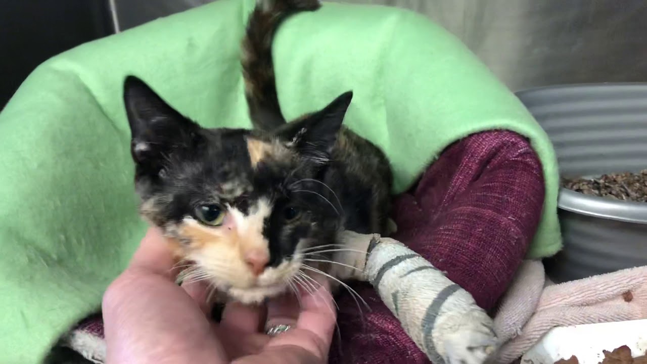 Kitten with dislocated wrist. Why every kitten is a case worth saving ...
