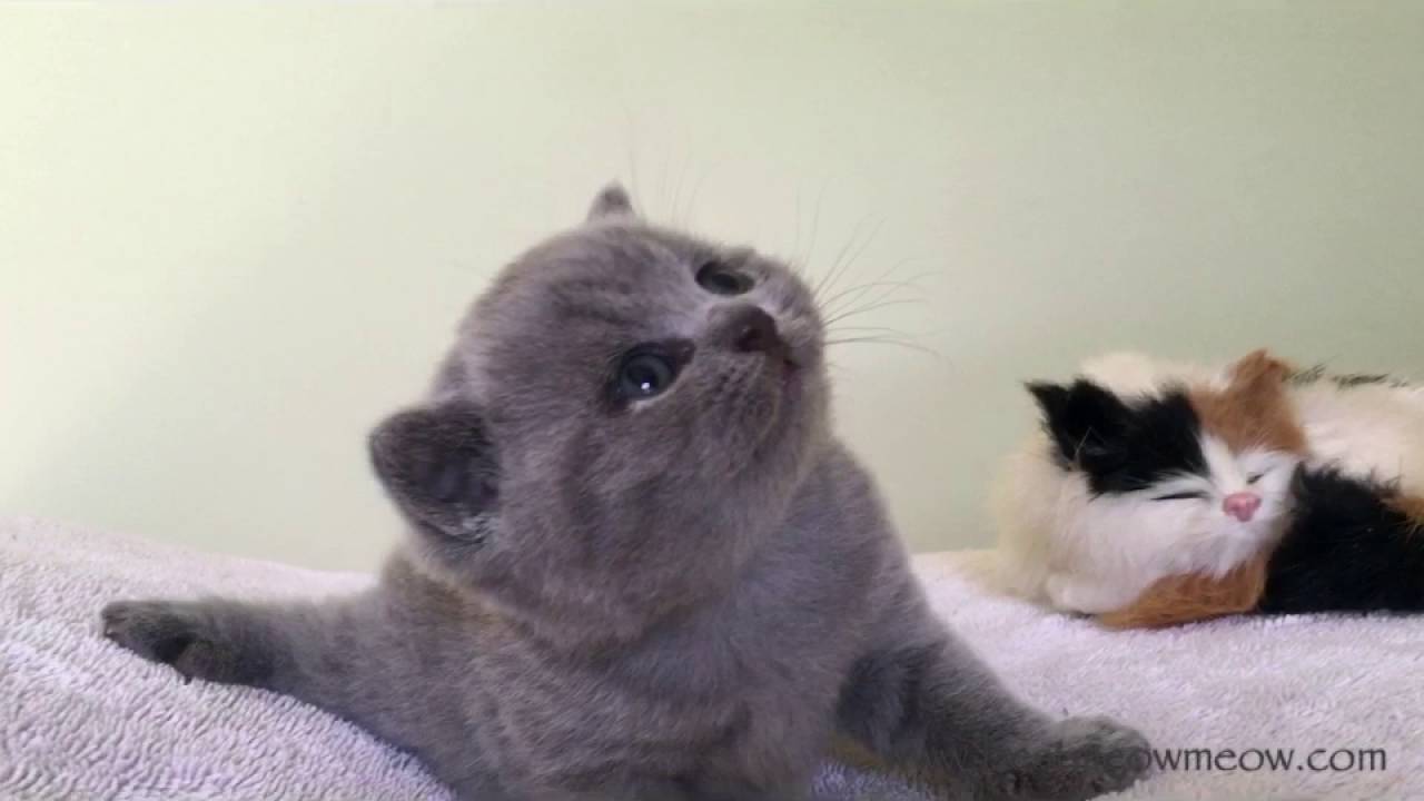 Best Meow Meow British Shorthair Cats & Kittens. - YouTube