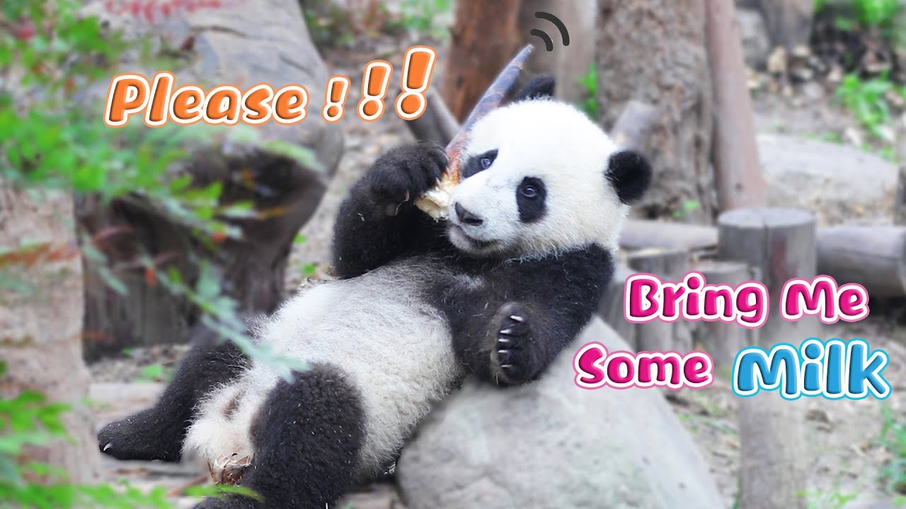 Panda Making A Phone Call With You | iPanda - YouTube