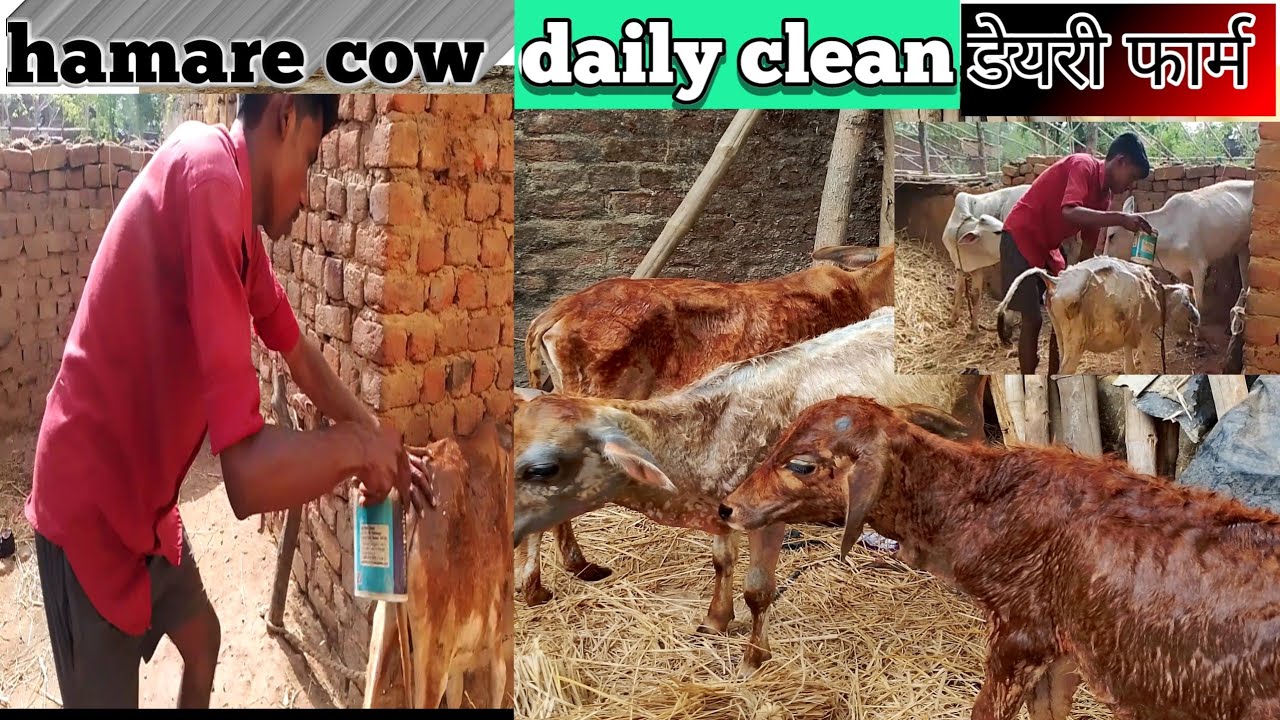 डेयरी फार्म # daily farm 🐄 🐮 cleaning video # cow baby 🪥🫧 # 🐄🐄🐄🐄 - YouTube