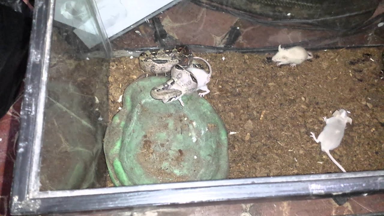 Boa vs raton - YouTube