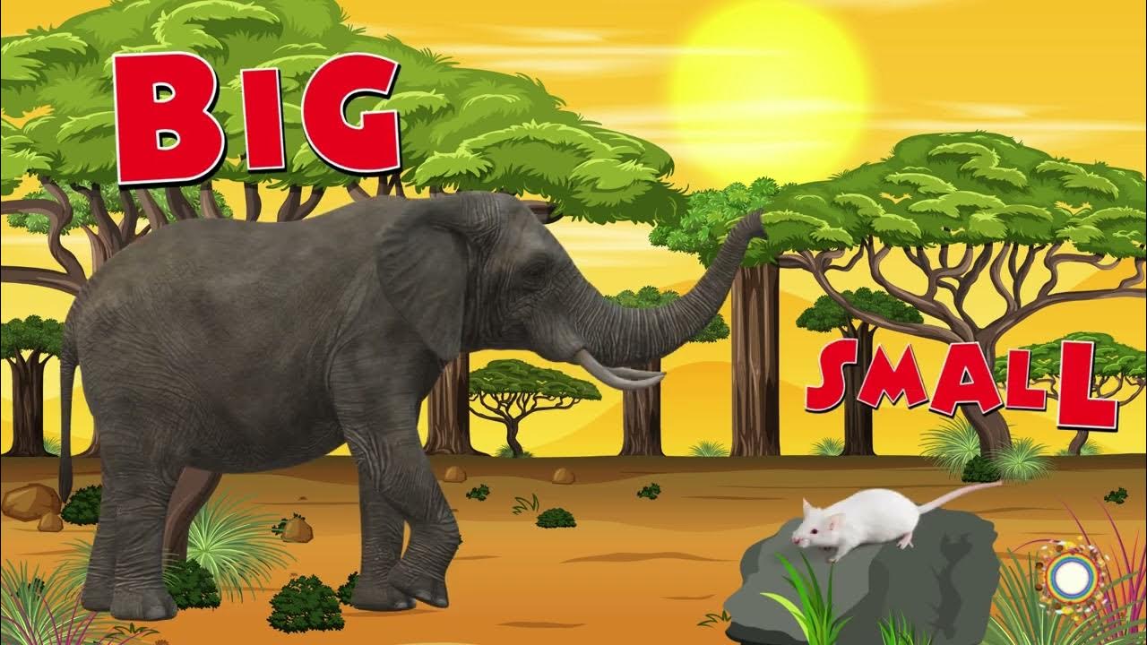 Big and Small Animal Song | Fun Learning for Kids! - YouTube