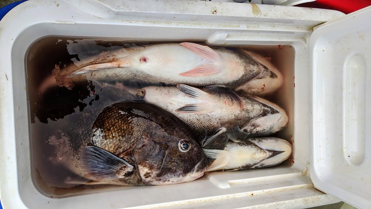 Blackfish (Tautog) Fishing When Conditions Get Rough - YouTube