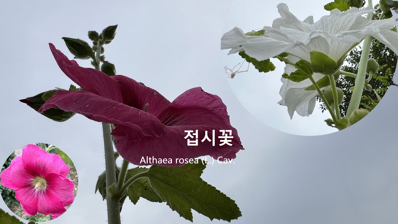 접시꽃 Althaea rosea 꽃잎이접시처럼생겼다하여 Hollyhock 촉규화蜀葵花 동의보감 일일화 一日花 최치원崔致遠 한시 ...