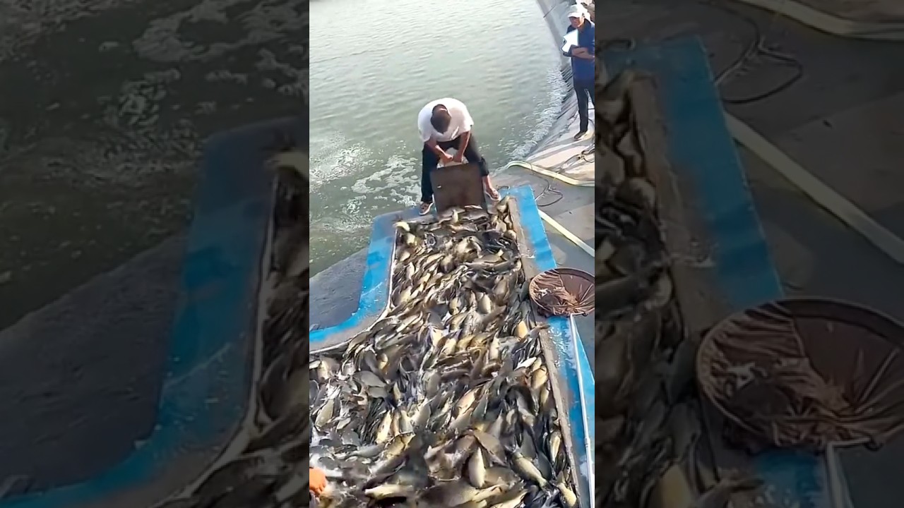 So many fish 😱😱 #animals #fish #shorts #wildlife - YouTube