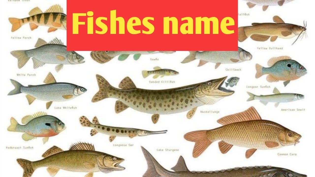 Fish vocabulary/Fish name in English with picture/Fishes name/Name of ...